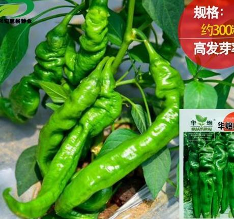 Screw pepper pepper seed wholesale in the field garden ripe wrinkled ...