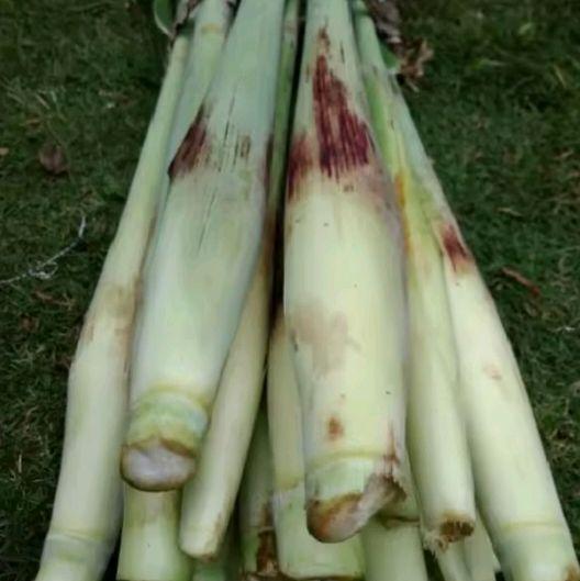 SAYUR TEBU TELUR,TRUBUK / IKAT ISI 10 PCS - Shop | Tokopedia