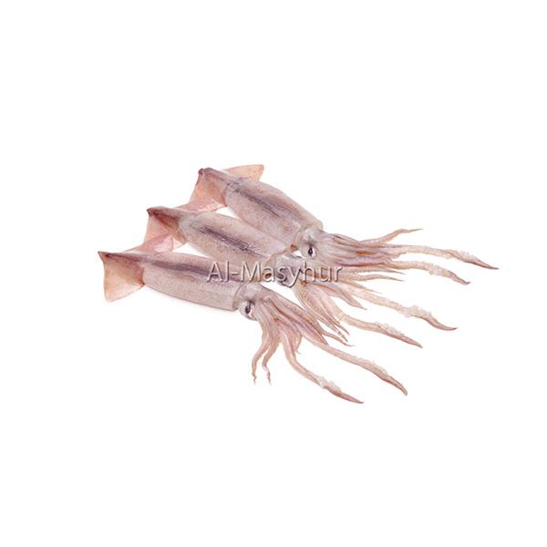 G07 - Squid (M) 1kg (Sotong) - TikTok Shop Singapore