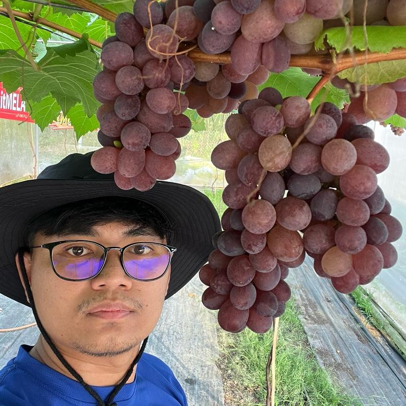 Keratan Anggur Table Grapes Sangat Manis - Tidak Masam Seperti - TikTok ...