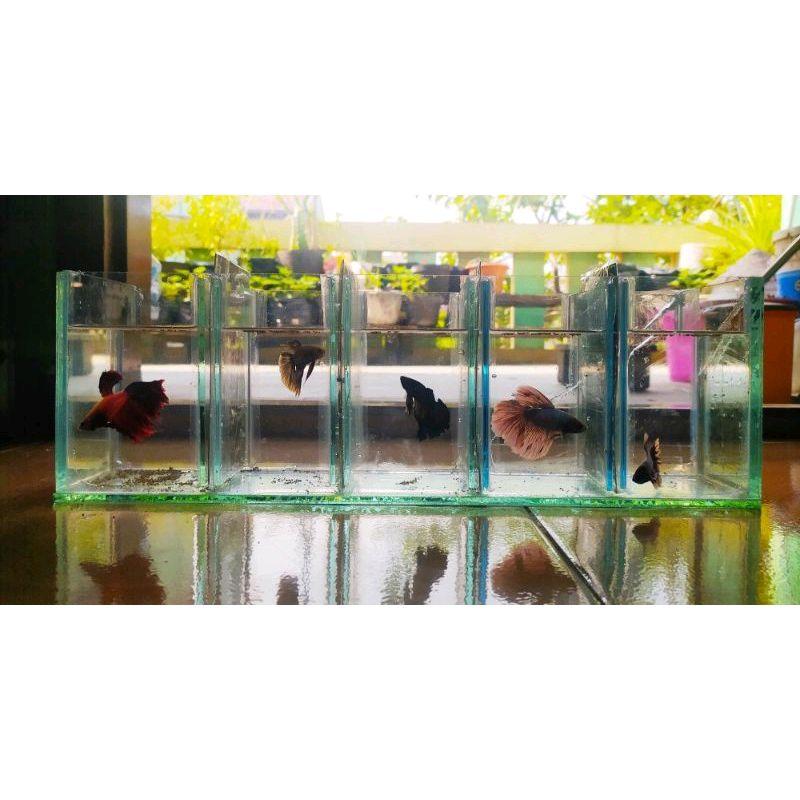 Akuarium soliter ikan cupang sekat 5 - Shop | Tokopedia