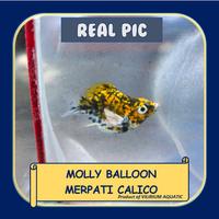 Jual IKAN HIAS AIR TAWAR - MOLLY BALON MERPATI CALICO / MOLLY BALON ...