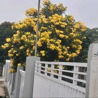 Jual TANEMAN HIAS POHON BUNGA TEKOK MAS/BUNGA TEROMPET KUNING YELLOW ...