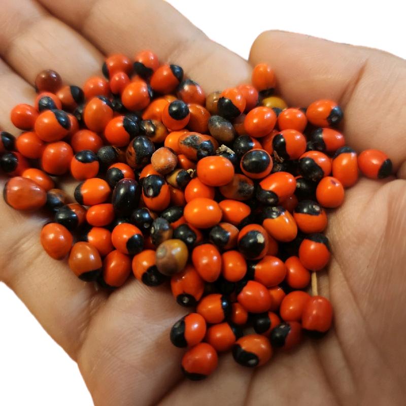Red Chirmi/Gunja Seeds for Wealth Attraction - Vedic Texts Believed ...