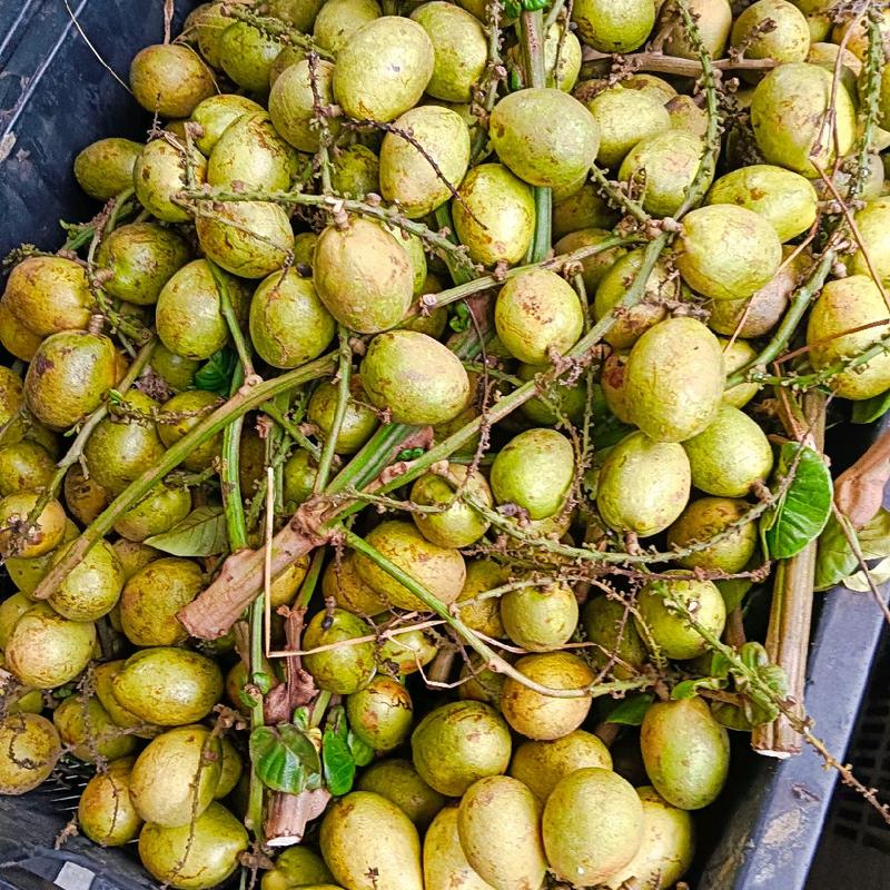 BUAH MATAO/ LONGAN BRAZIL Fresh 1Kg (GOLD) - TikTok Shop Malaysia