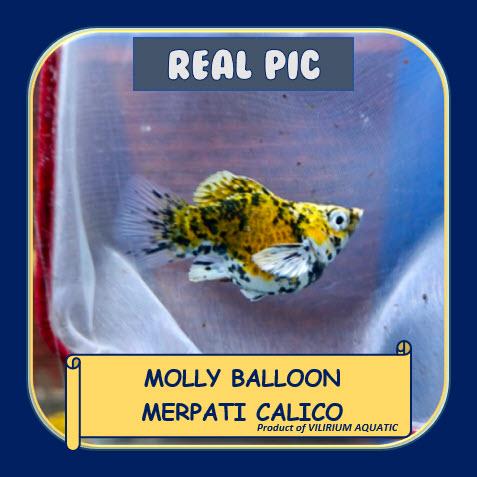 Jual IKAN HIAS AIR TAWAR - MOLLY BALON MERPATI CALICO / MOLLY BALON ...