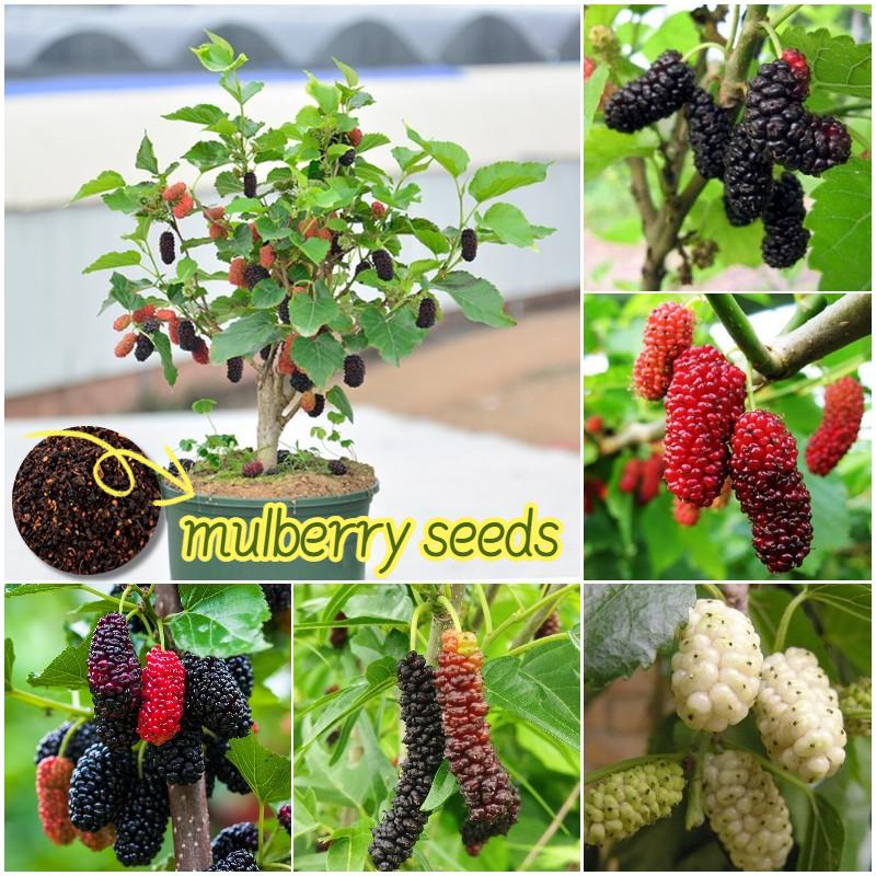 Fresh Mulberry Seeds for Planting (100 Seeds/pack) Rare Mulberry ...