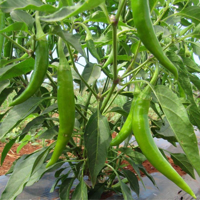 Sili Sinigang not seeds- complete with garden soil. - TikTok Shop ...