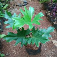 Jual Tanaman Hias Dendron Jari / Philodendron Selloum / Split-Leaf ...