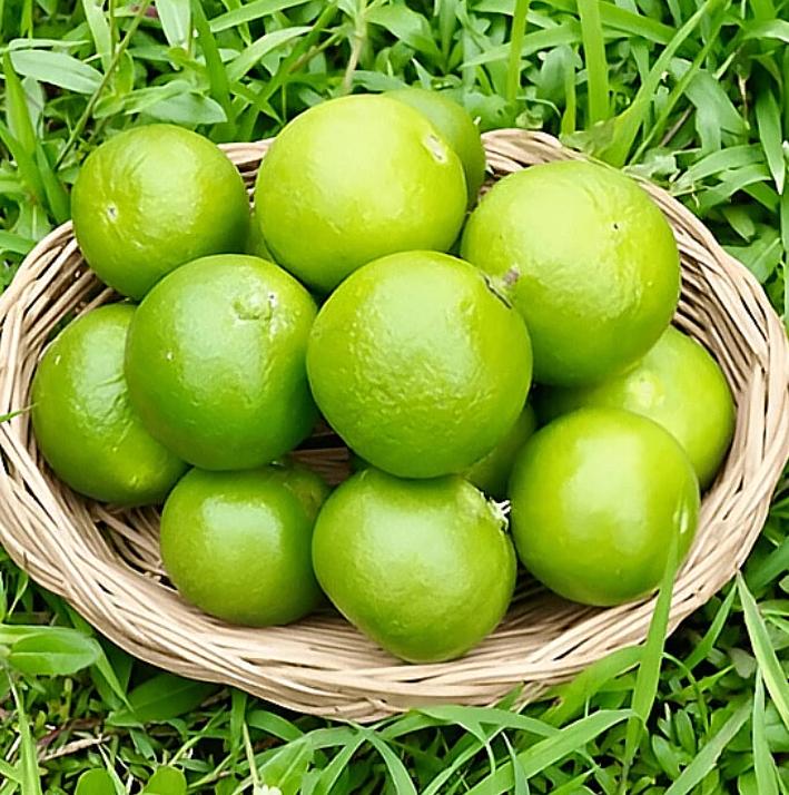 Jeruk Nipis Berat 500gr Hijau Segar Besar Banyak Air - Shop | Tokopedia