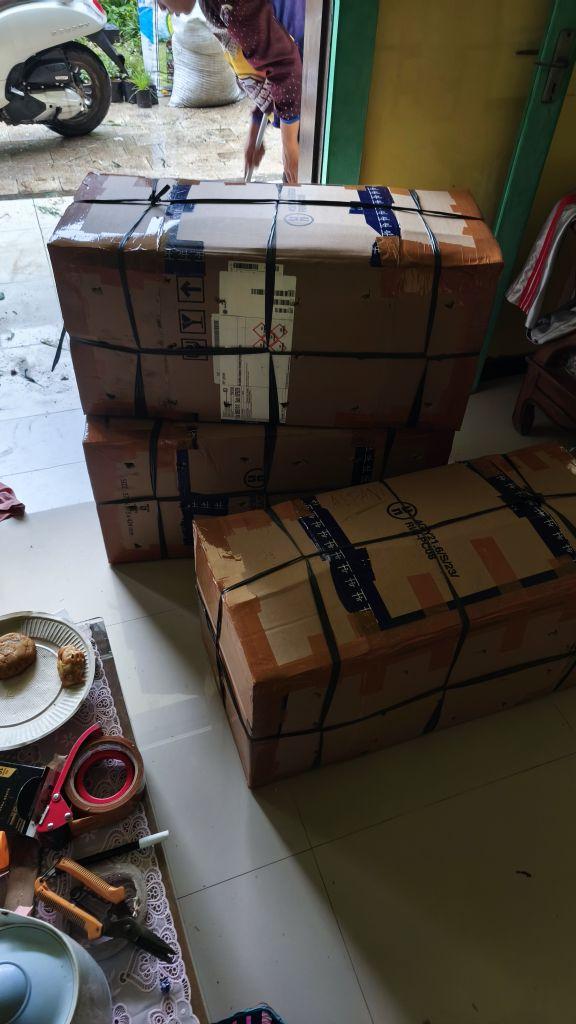 Pikok Potong Hidup - Isi Lebih dari 30 Batang untuk Dekorasi atau ...