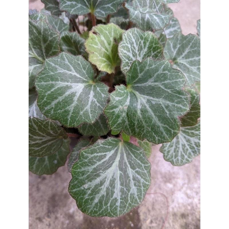 Strawberry Geranium, Strawberry begonia, (Saxifraga Stolonifera ...