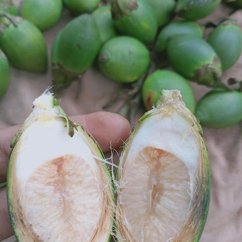 Pinang muda 1 kg pilihan buah jambe muda segar zuriat - Shop | Tokopedia