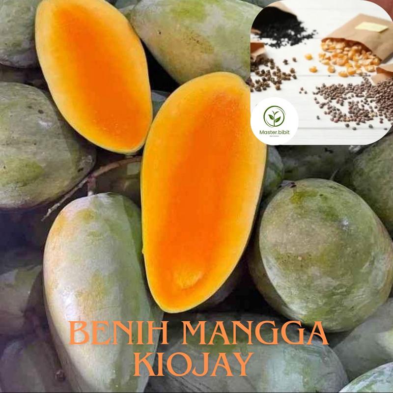 BENIH TANAMAN MANGGA KIO JAY SUPER DENGAN KUALITAS TERBAIK ( - Shop ...