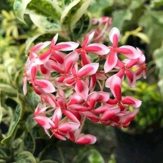 BENIH BUNGA EXORA FROZEN STAR Plant Seeds - TikTok Shop Malaysia