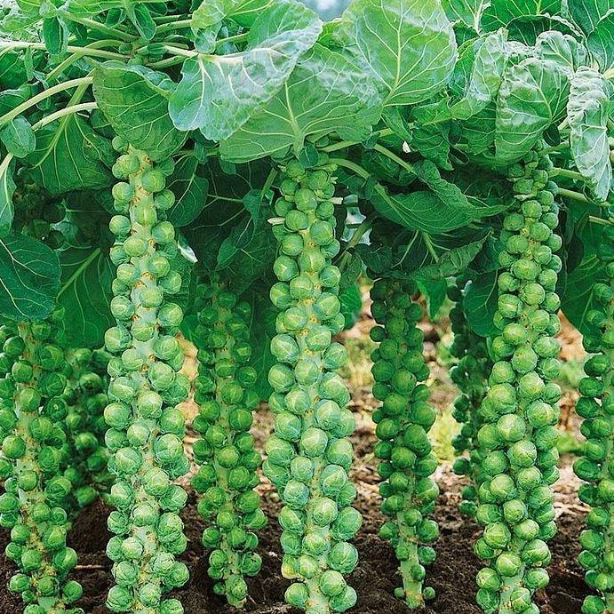0I- biji sayuran BRUSSEL SPROUT Kemasan Original Benih sayuran - Shop ...