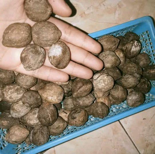 kemiri / muncang sayur gelotokan -1 kg - Shop | Tokopedia