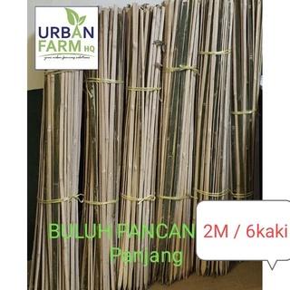 Buluh Pancang Bamboo Tree Support 6 Feet Long 1PCS - TikTok Shop Malaysia
