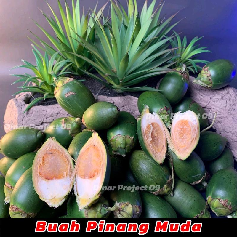 Buah Pinang Muda 1kg isi 35± butir Segar yang sangat banyak manfaatnya ...
