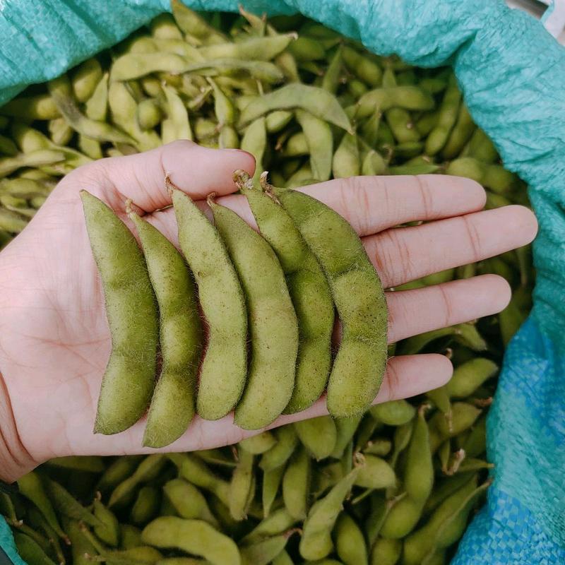 EDAMAME PREMIUM FRESS PETANI 1KG - Shop | Tokopedia