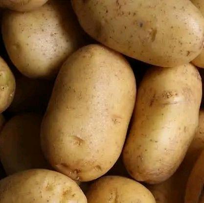 kentang - kentang besar - kentang glondong - kentang kuning Potato ...