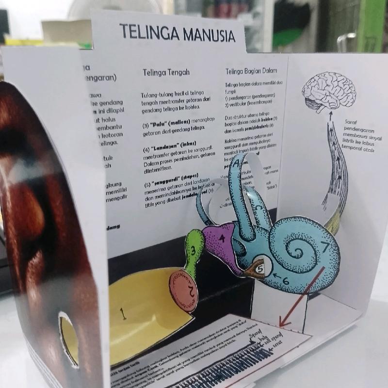 sistem pendengaran manusia DIY organ Telinga - Shop | Tokopedia
