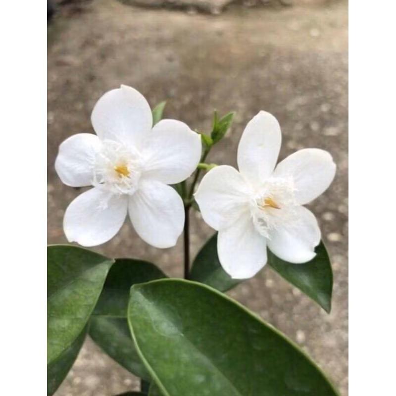 【LSG】Thai Jasmine Bunga Besar Anak Pokok () - TikTok Shop Malaysia
