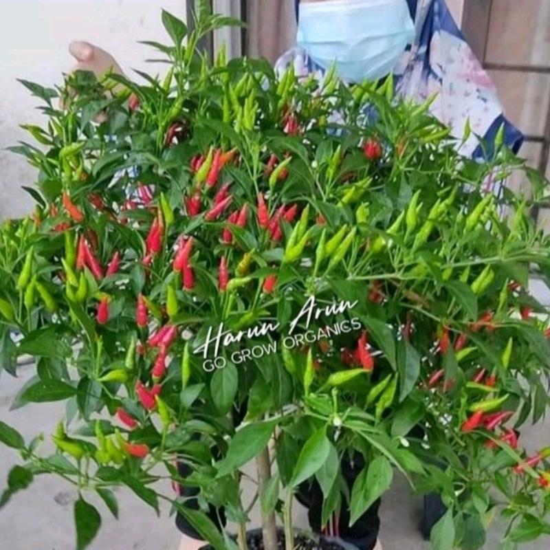 BIJI BENIH CILI BARA F1 HYBRID(100 SEEDS). - TikTok Shop Malaysia
