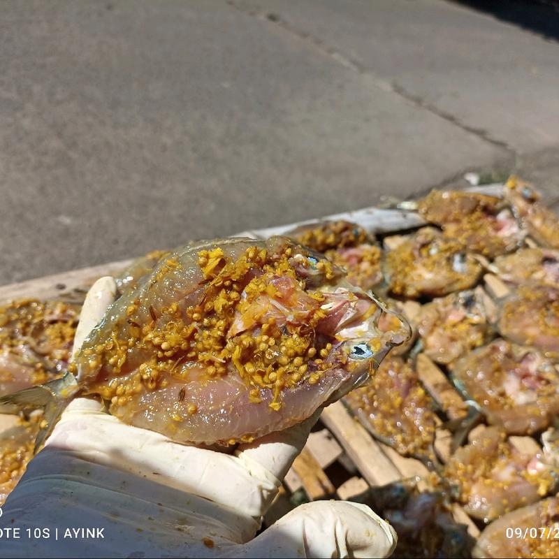 bolo sego dendeng frozen by:RB Fish Food Sarden Tenggiri Ikan - Shop ...