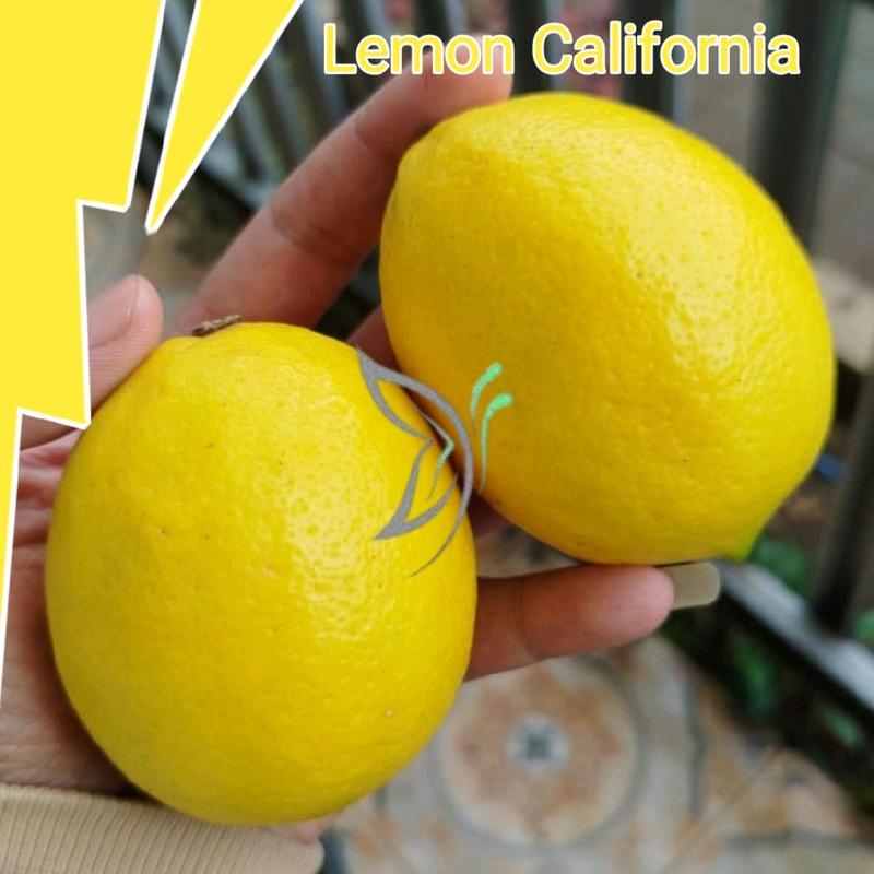Jeruk Lemon per 500 gram lemon Peras Super Kuning- Minuman Segar - Shop ...