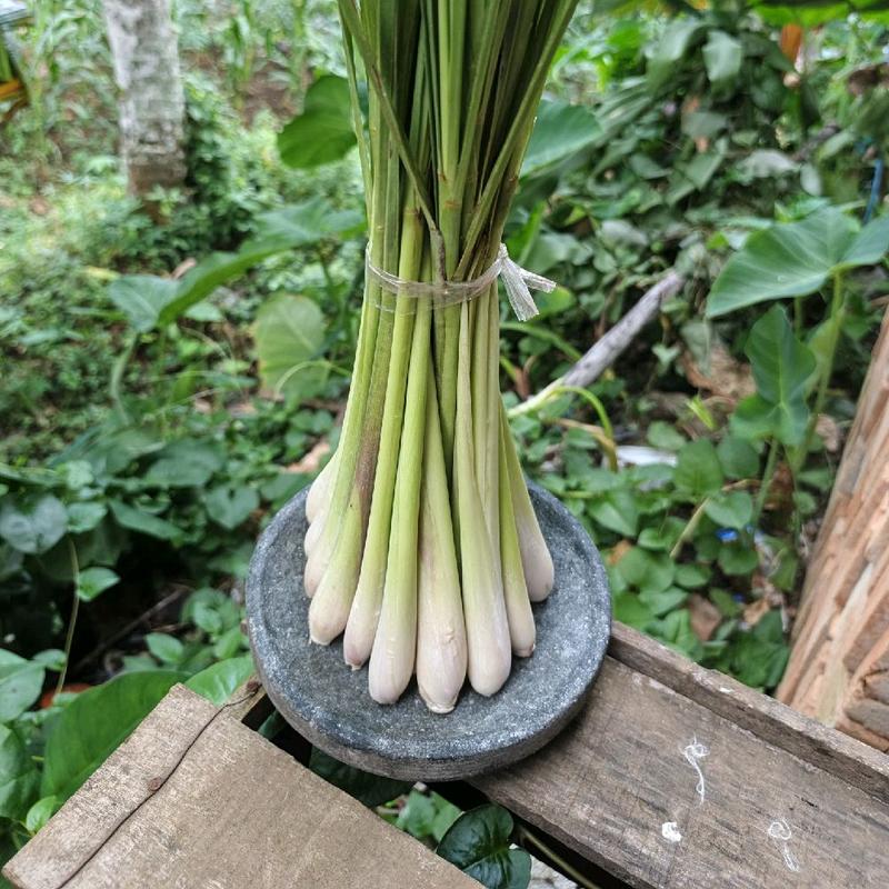 SEREH SERAI SEGAR FRESH 1KG - Shop | Tokopedia