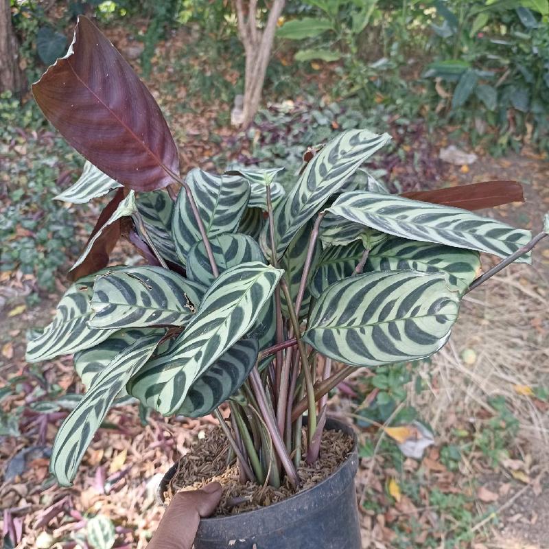 Tanan Hias Calathea Stromata - Shop | Tokopedia