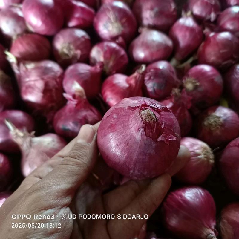 bawang merah india berat 500 gr dan 1 kg kering besar random - Shop ...