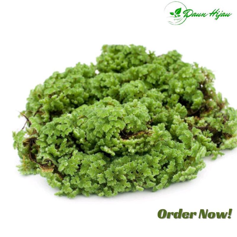 bibit unggul azolla microphyla pakan ikan, unggas dan ternak 1kg - Shop ...