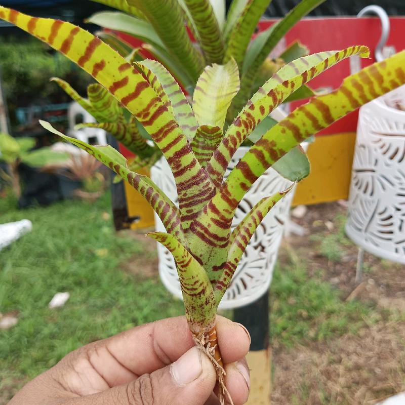 Artificial Bromeliad Mini Zonata Tiger - TikTok Shop Malaysia