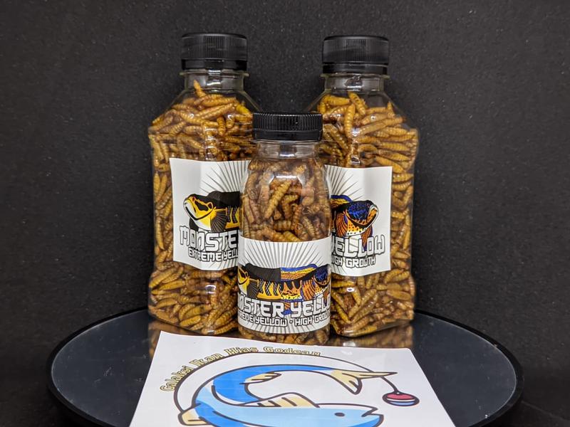 Magot Monster Red/ Yellow/ Blue Maggot Pakan Predator Plus Pigmen ...