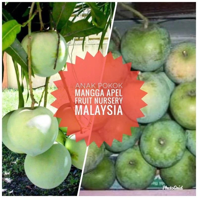 Benih mangga apel cepat berbuah hybrid- artificial - TikTok Shop Malaysia