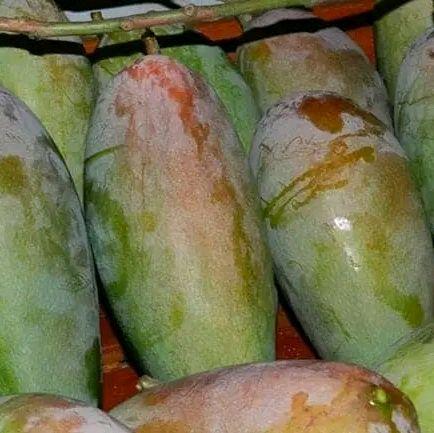 Mangga Kiojay- 1KG Fresh Manis Asem Seger Free bumbu rujak Frozen ...