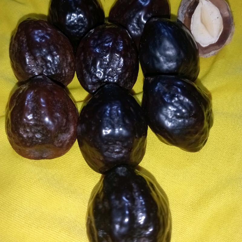 muncang aduan jayanti doaer - Shop | Tokopedia