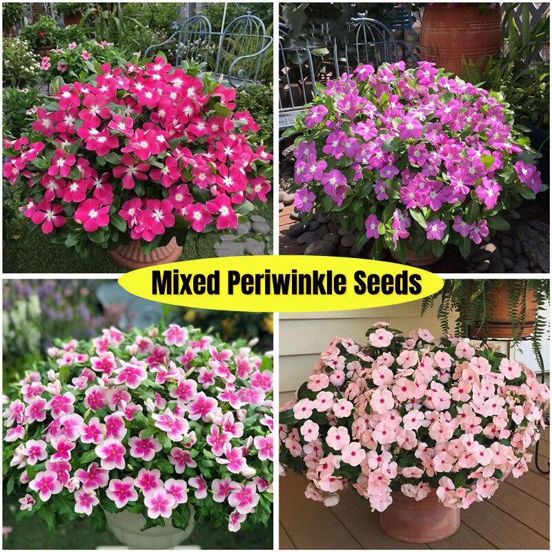 [Easy To Grow In Malaysia] Biji Benih Bunga Vinca 100pcs/bag - TikTok ...