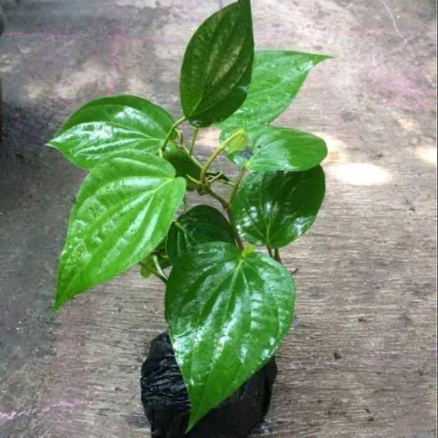 Bibit Daun Sirih Suruh Merah dan Sirih Suruh Hijau - Shop | Tokopedia