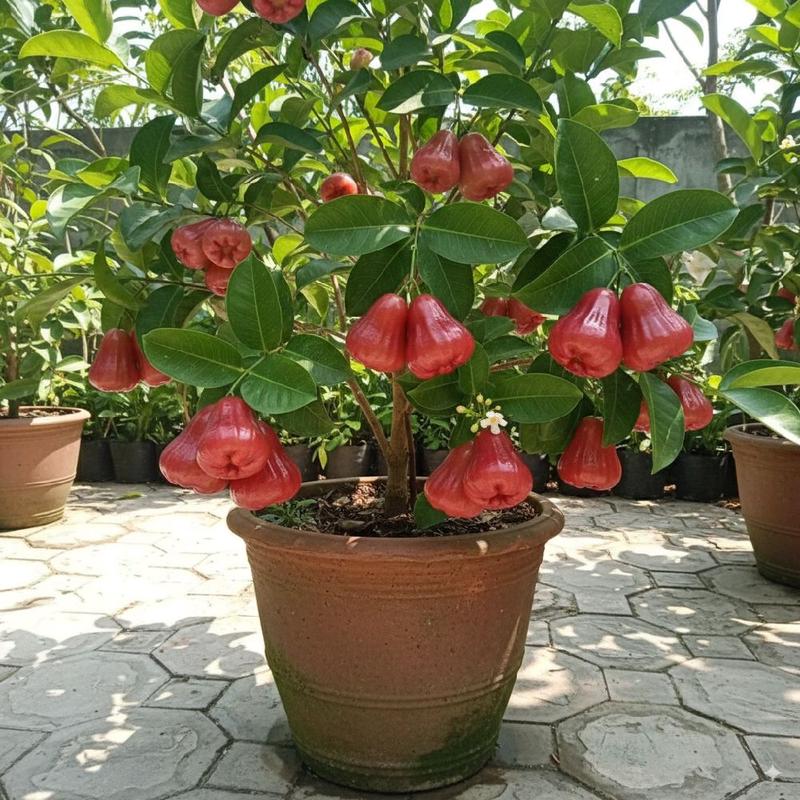 bibit tanaman jambu citra merah jumbo - Shop | Tokopedia