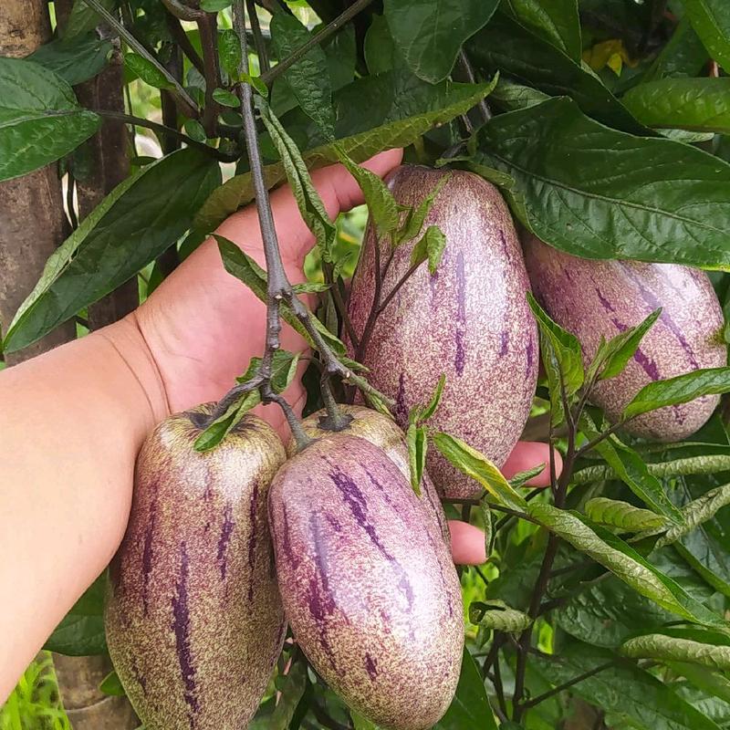 Buah Pepino segar 1 kg baru di petik - Shop | Tokopedia