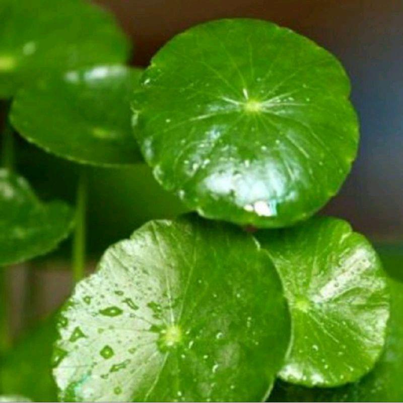 Pokok Pegaga Air Centella Asiatica Coin Grass Coin Leaf Hydrocotyle ...