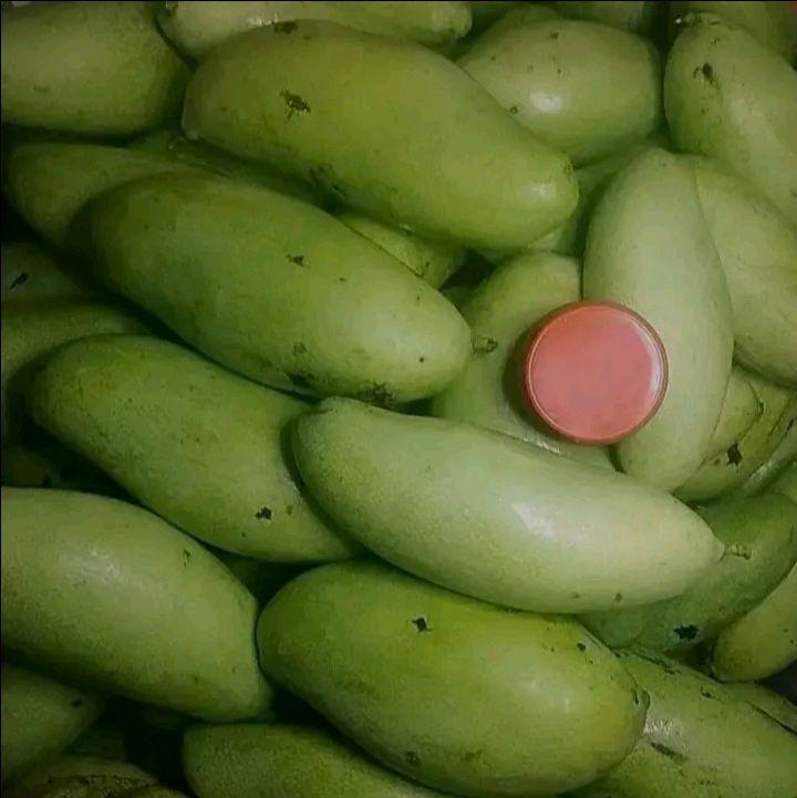 Mangga muda fress dan segar madura - Shop | Tokopedia