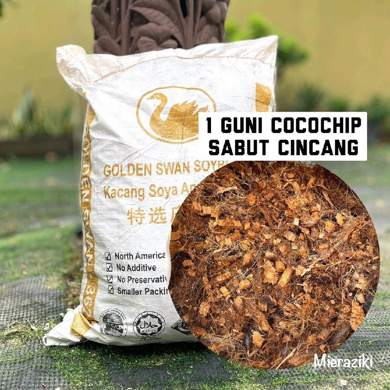 1 GUNI COCOCHIP | SABUT CINCANG - TikTok Shop Malaysia