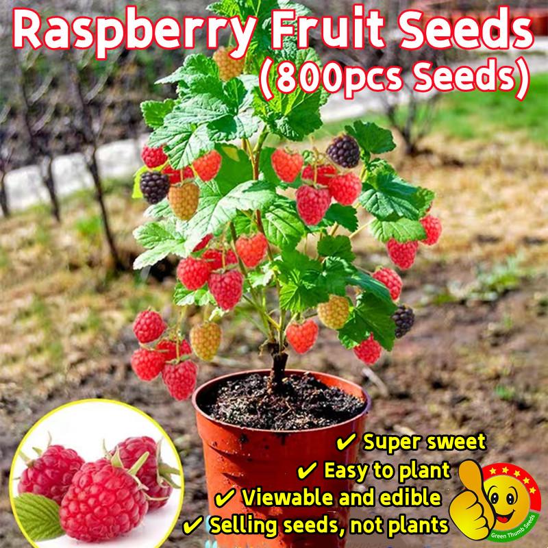 100% Original Sweet Raspberry Fruit Seeds for Sale (Fresh 800pcs ...
