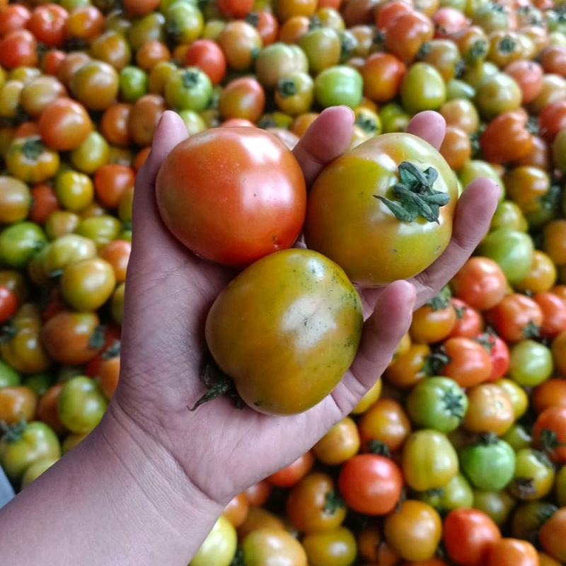 tomat 1kg fress segar campur - Shop | Tokopedia