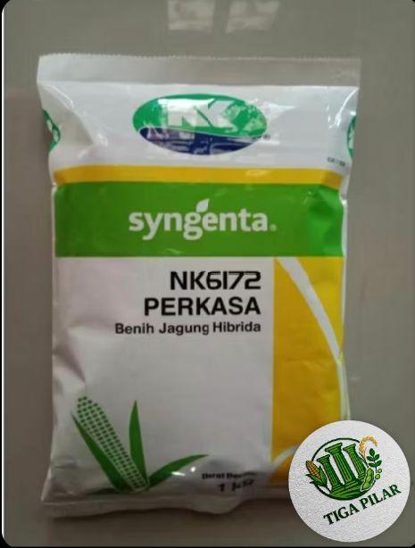 Syngenta Perkasa 1kg Model NK6172 Benih Jagung Hibrida Berkualitas ...