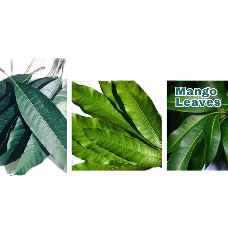 FreshMango leaves(120 pcs per pack) Healthcare - TikTok Shop Philippines